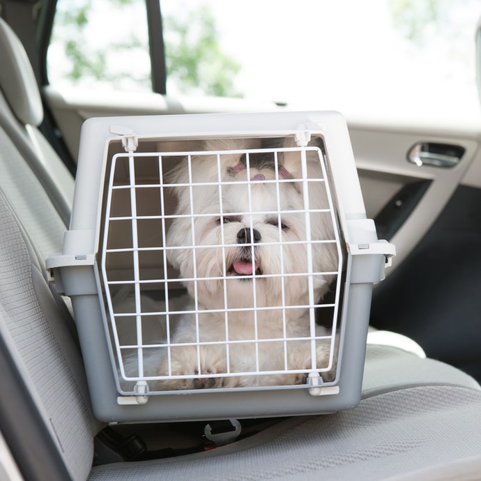 10 Rekomendasi Pet Cargo Anjing yang Bagus (Terbaru Tahun Ini) - 10 ...